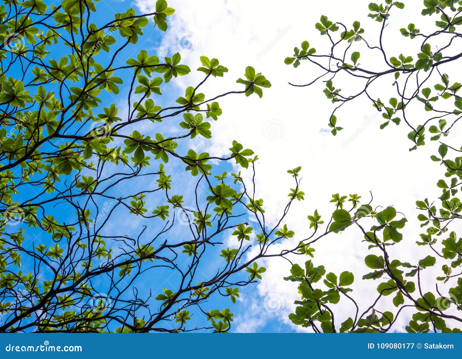 View Up To the Sky Under the Tree Stock Image - Image of outdoor ...
