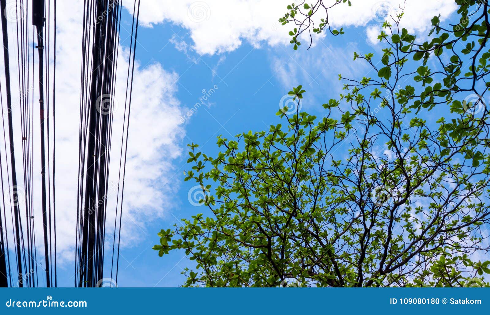 View Up To the Sky Under the Tree Stock Photo - Image of summer, scene ...