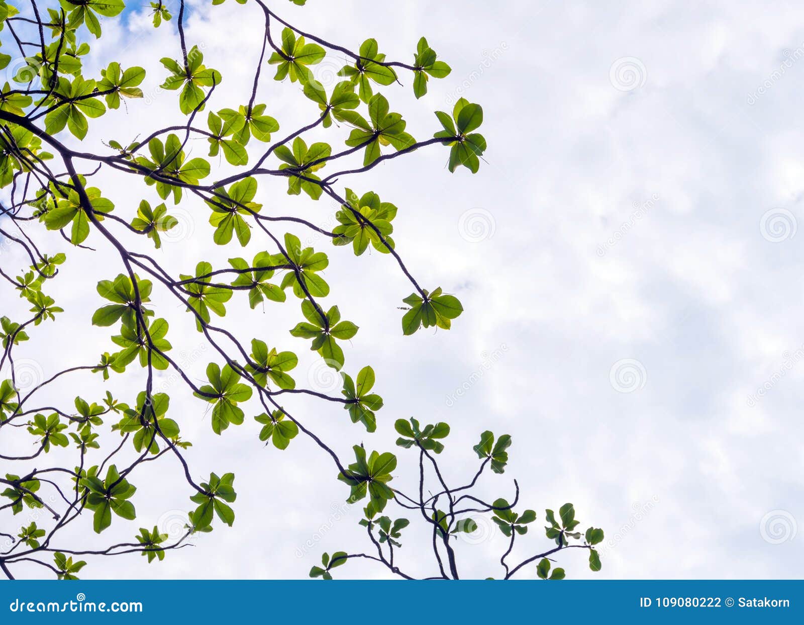 View Up To the Sky Under the Tree Stock Photo - Image of outdoor ...