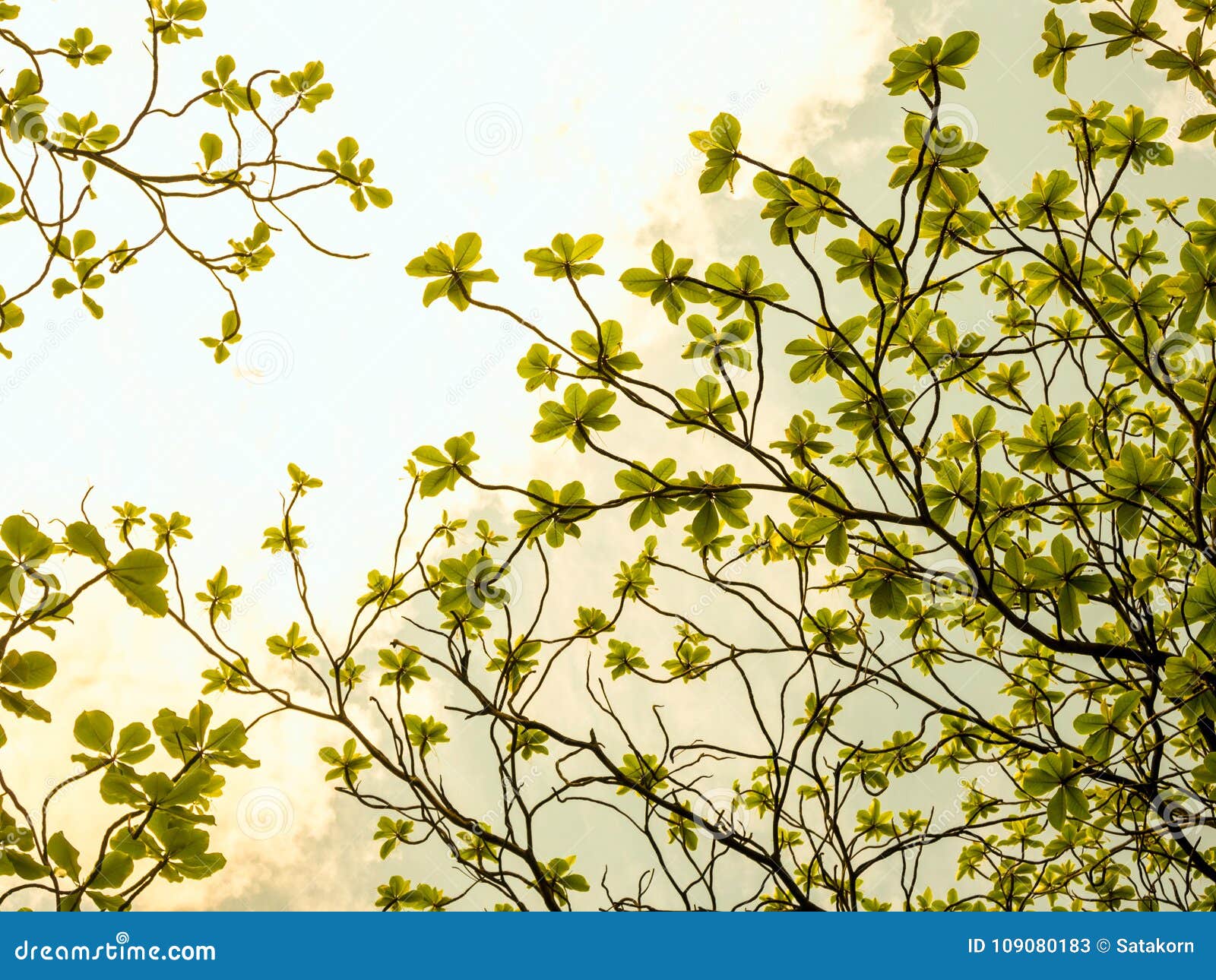View Up To the Sky Under the Tree Stock Image - Image of cloud, season ...
