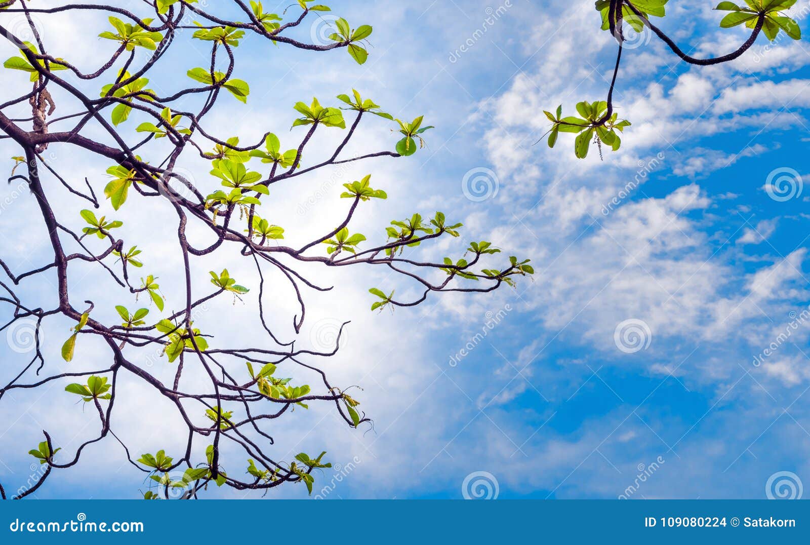 View Up To the Sky Under the Tree Stock Photo - Image of scene, view ...