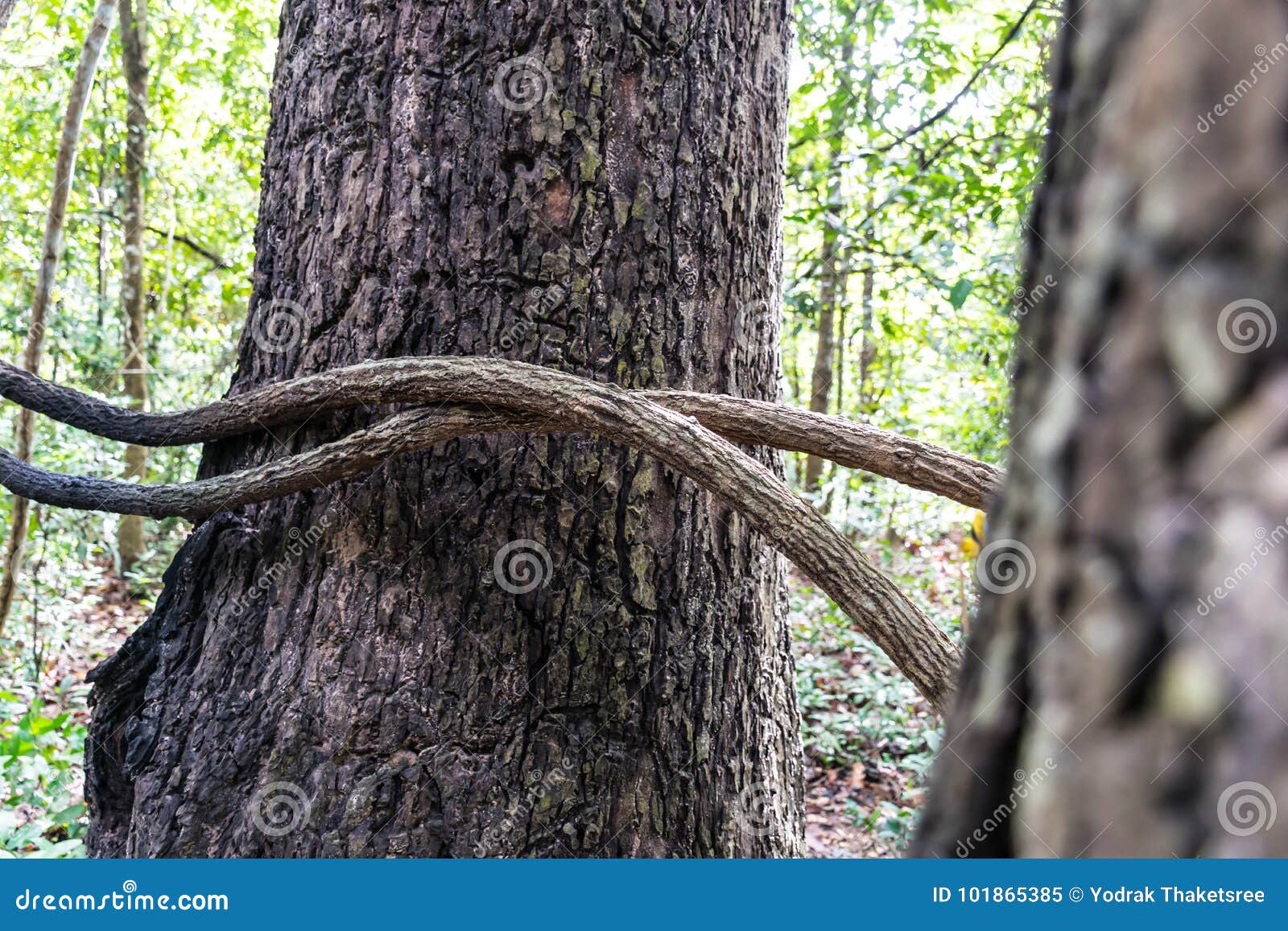 Close Up Of The Bark Of Old Canarian Pine Tree, Also Known As Pinus ...