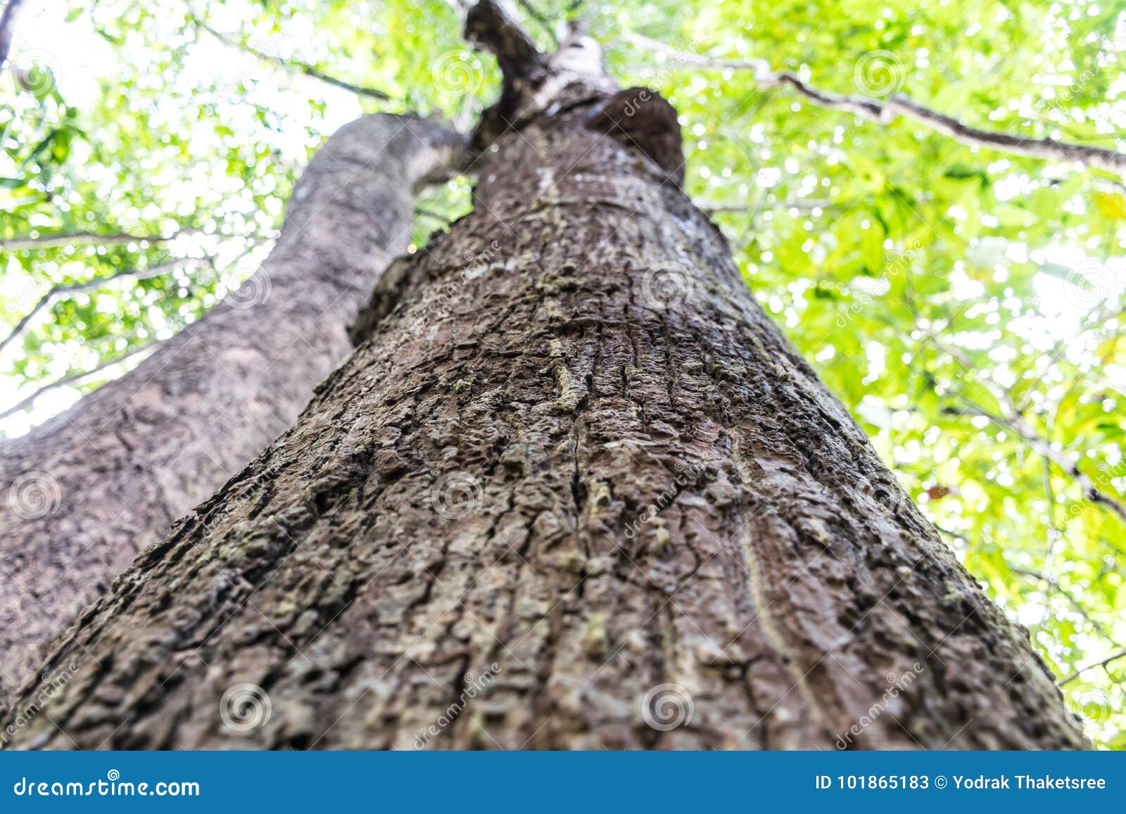 Look up top tree stock image. Image of scenic, spring - 101865183