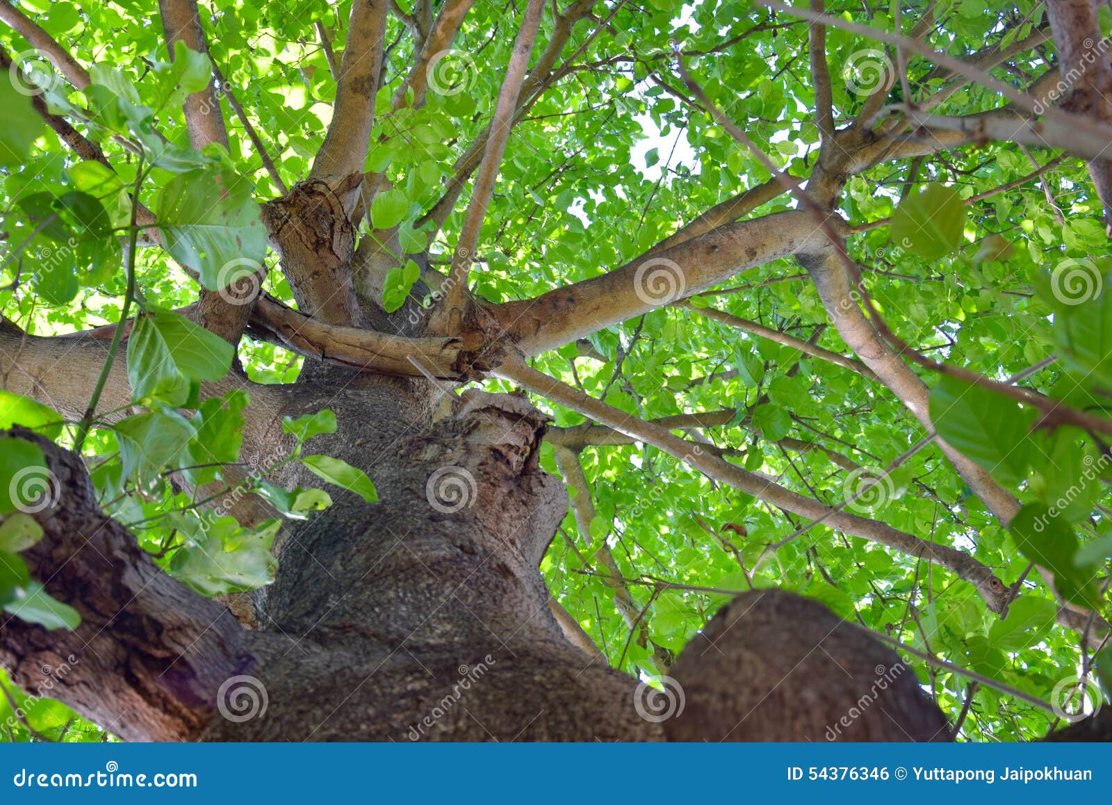Look up the tree stock photo. Image of tree, green, plants - 54376346