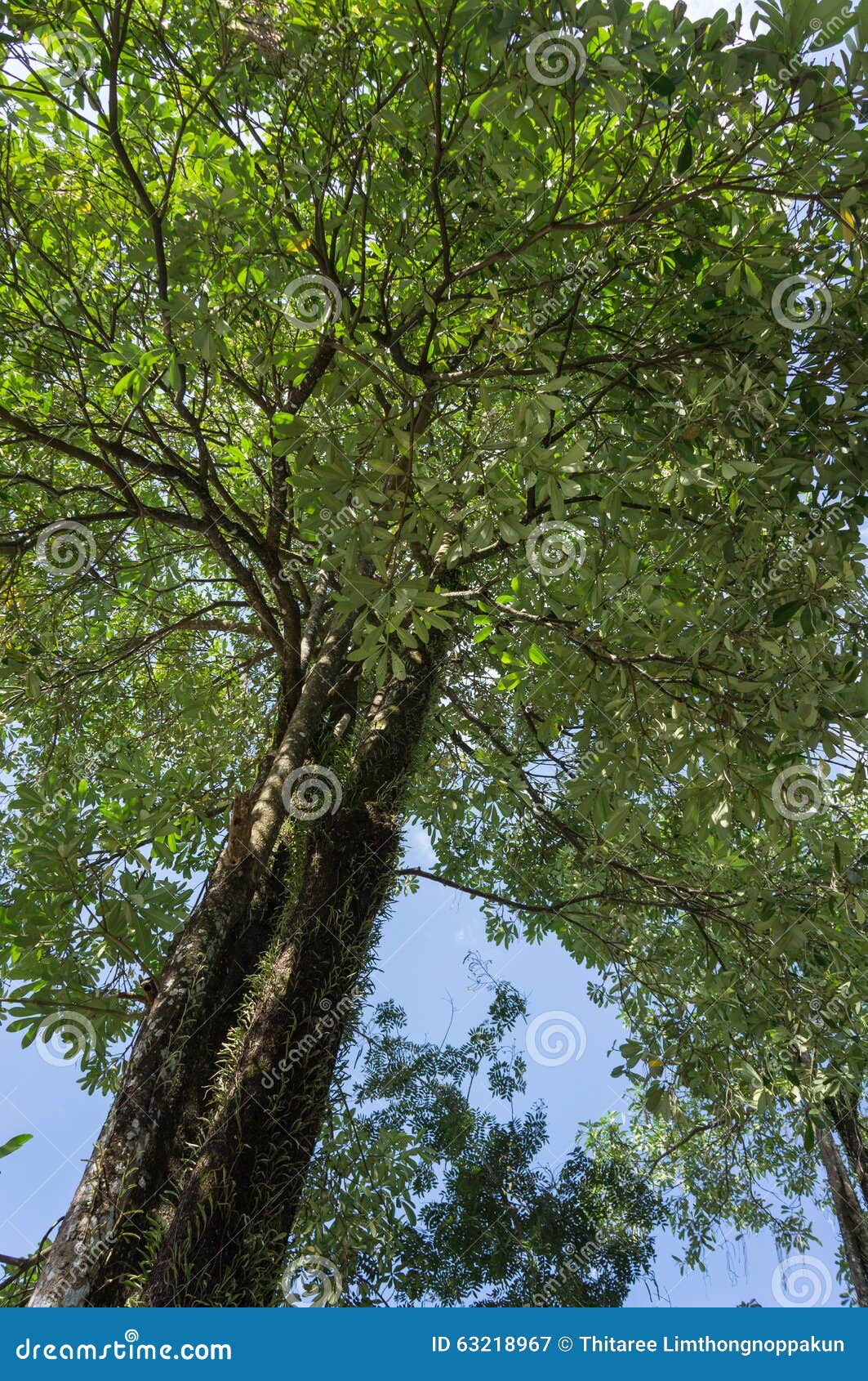 Look up tree and blue sky stock image. Image of environment - 63218967