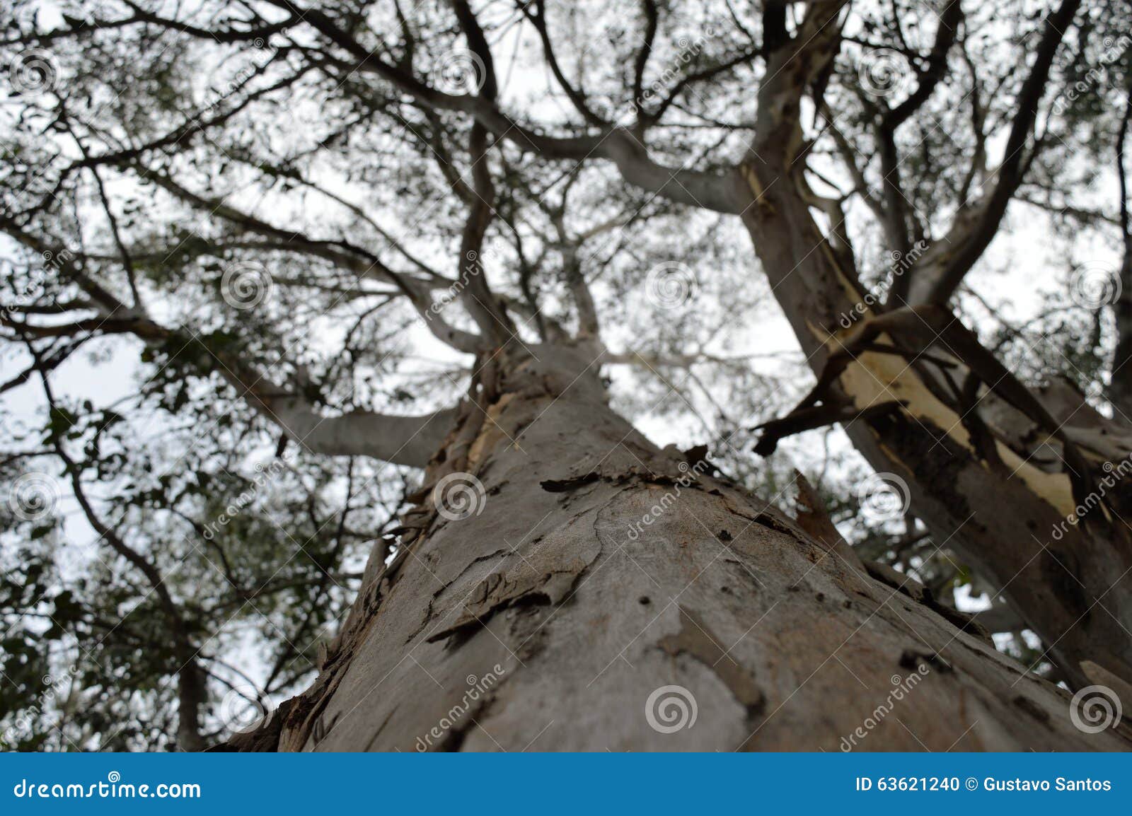 Look up at the Tree stock photo. Image of outside, tree - 63621240