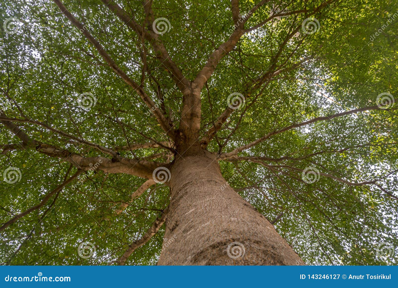 Look Up the Tree at the Park Stock Image - Image of excited, garden ...