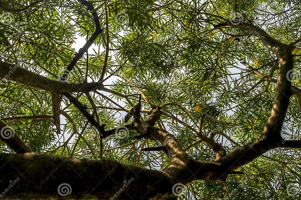 Look Up the Tree at the Park Stock Image - Image of light, branch ...
