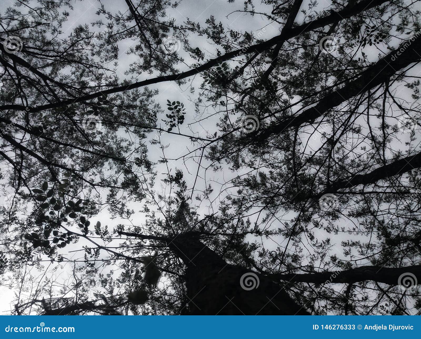 Look up at the trees stock image. Image of woods, beautiful - 146276333