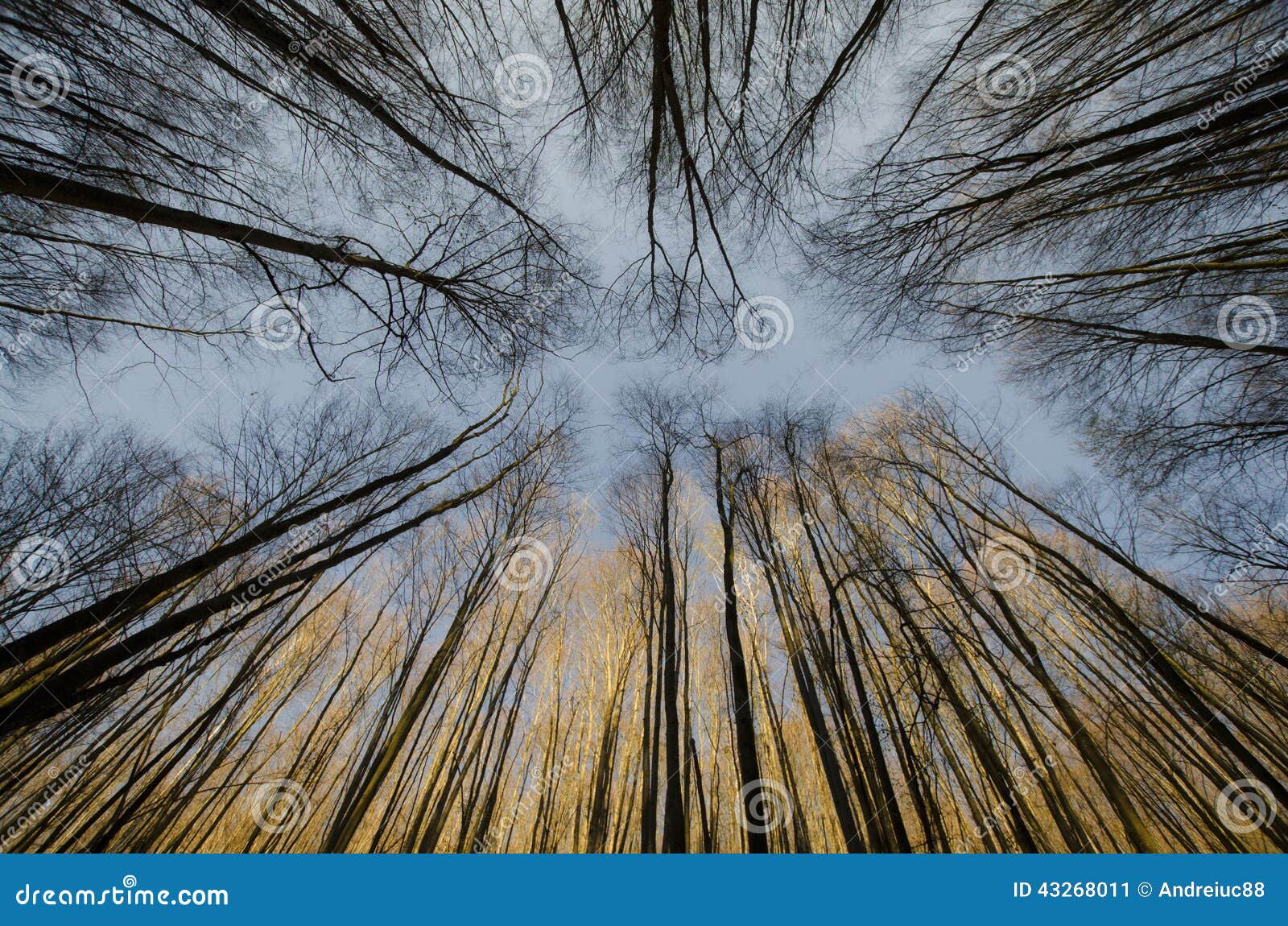 Look Up the Trees in Forest in Autumn Stock Image - Image of fall ...