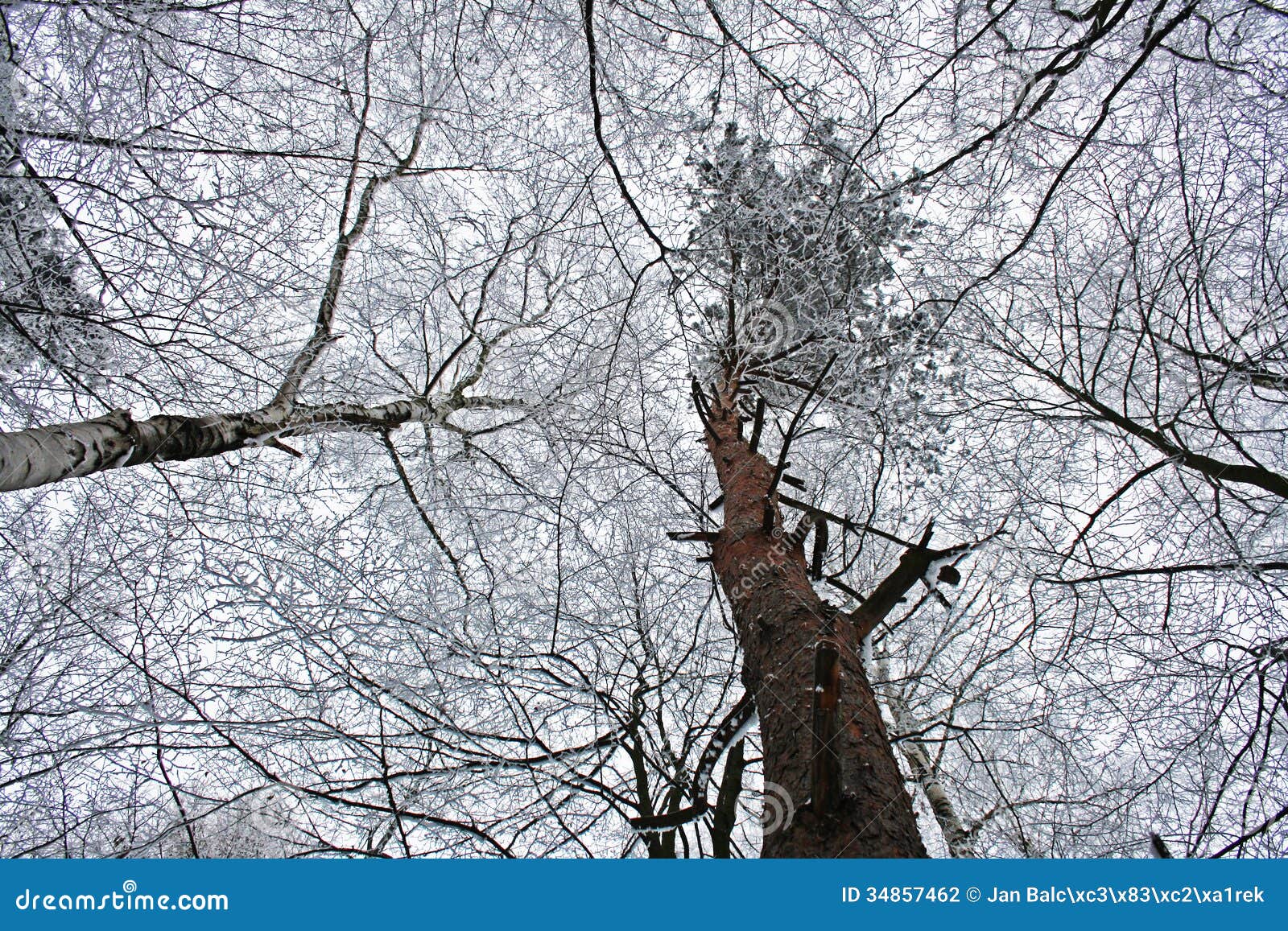Look up into the trees stock photo. Image of look, freeze - 34857462