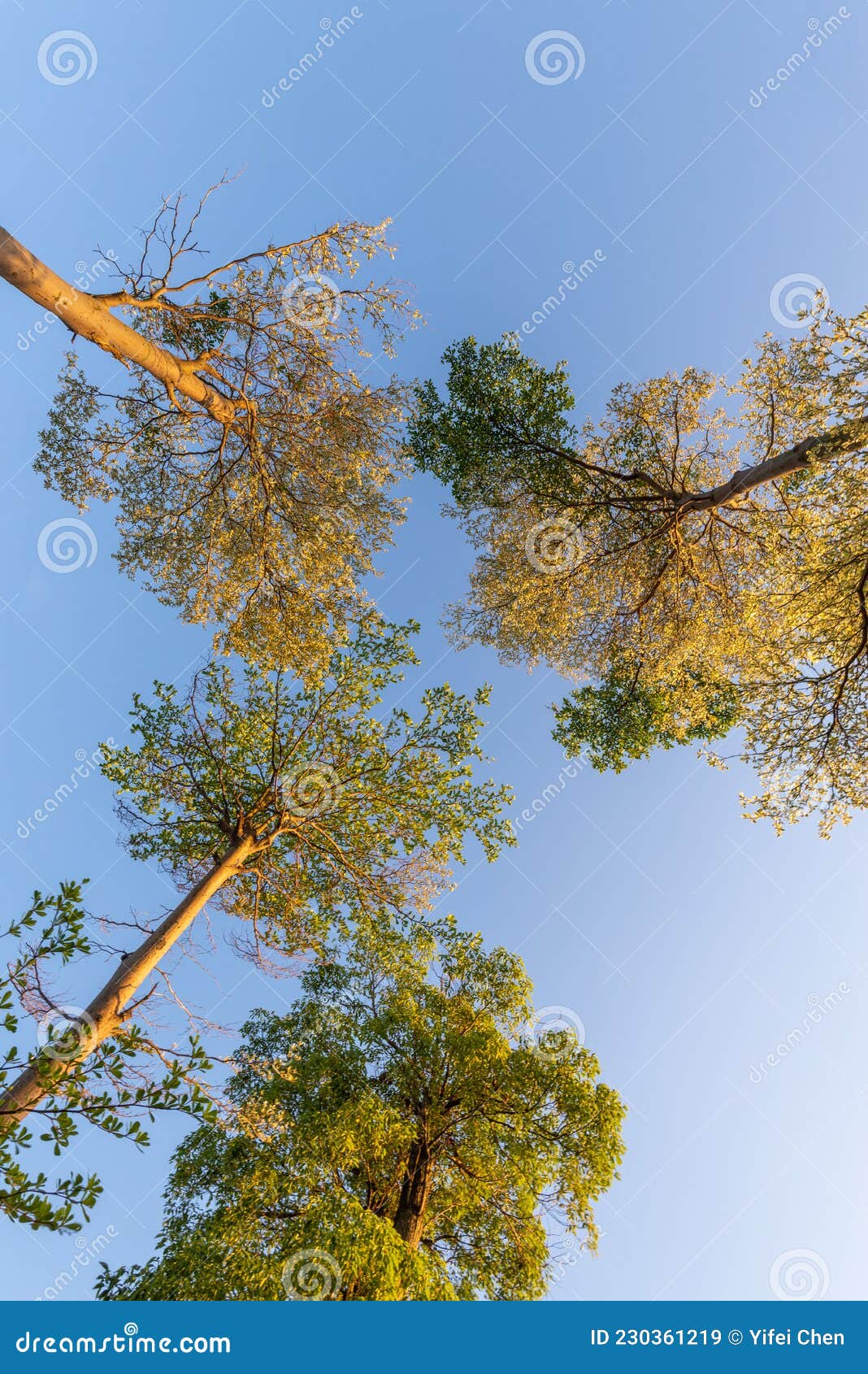 Look Up at the Trees Under the Blue Sky Stock Image - Image of summer ...