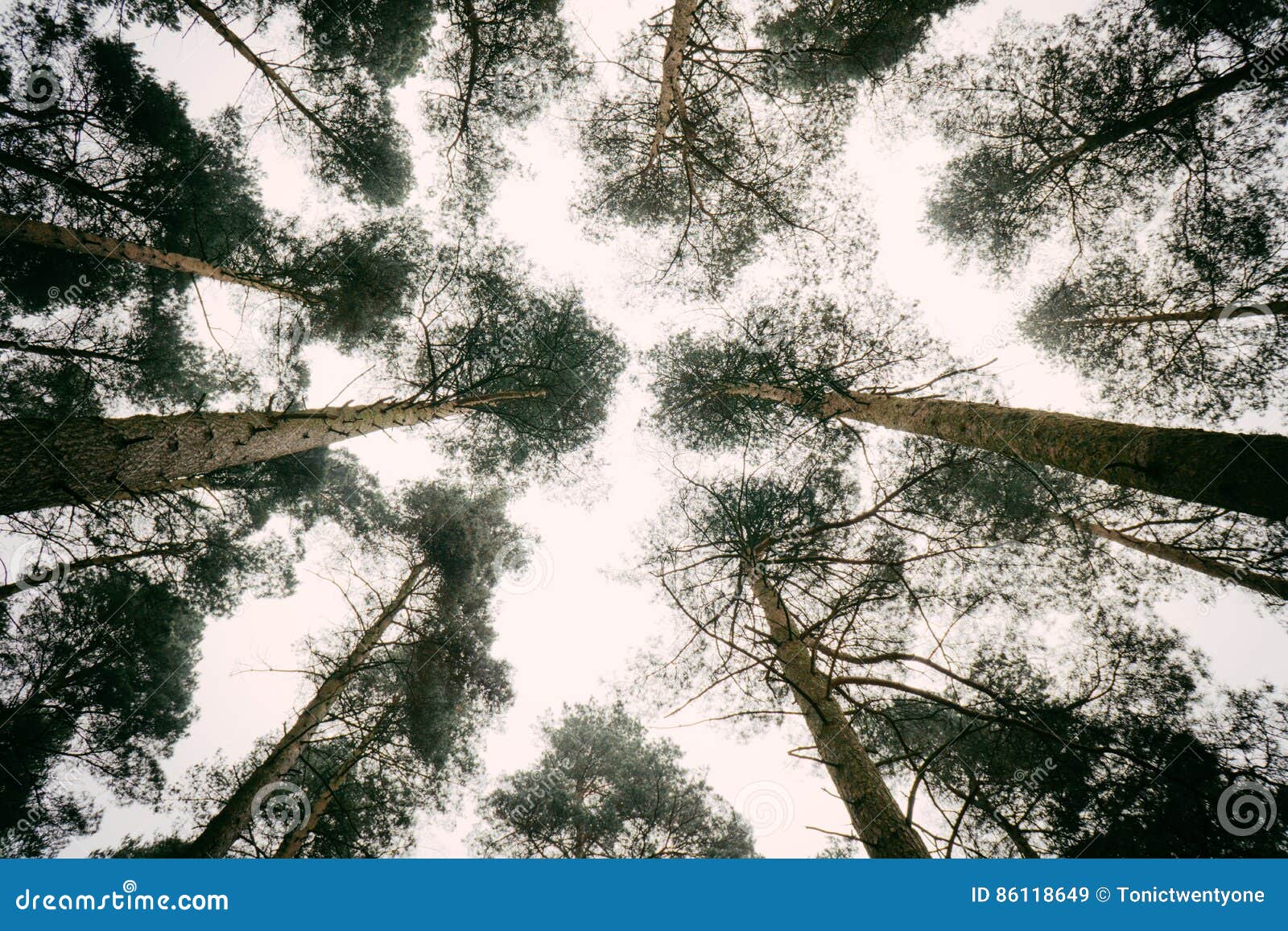 Look up through the trees stock image. Image of opportunity - 86118649