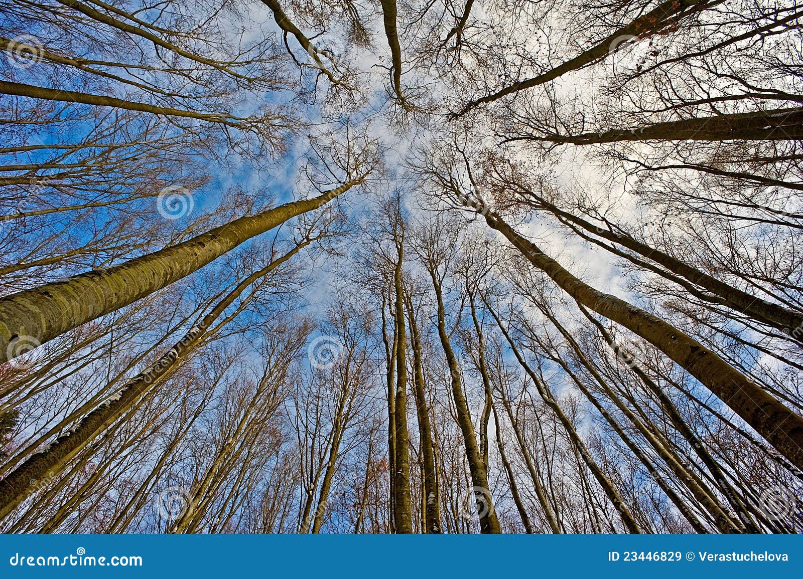 Look up into the treetops stock image. Image of alive - 23446829