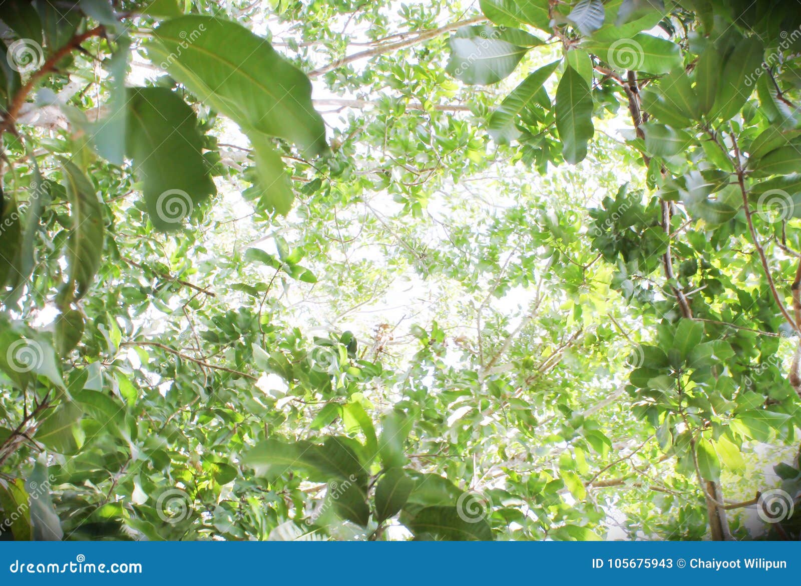 Look Up Under the Big Tree, See the Light from the Bright Sky on a ...