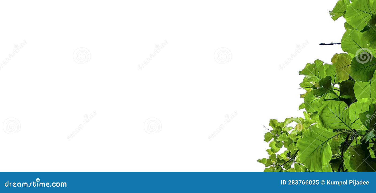 Look Up View Tree Leaves with with Clipping Paths on White Copy Space ...