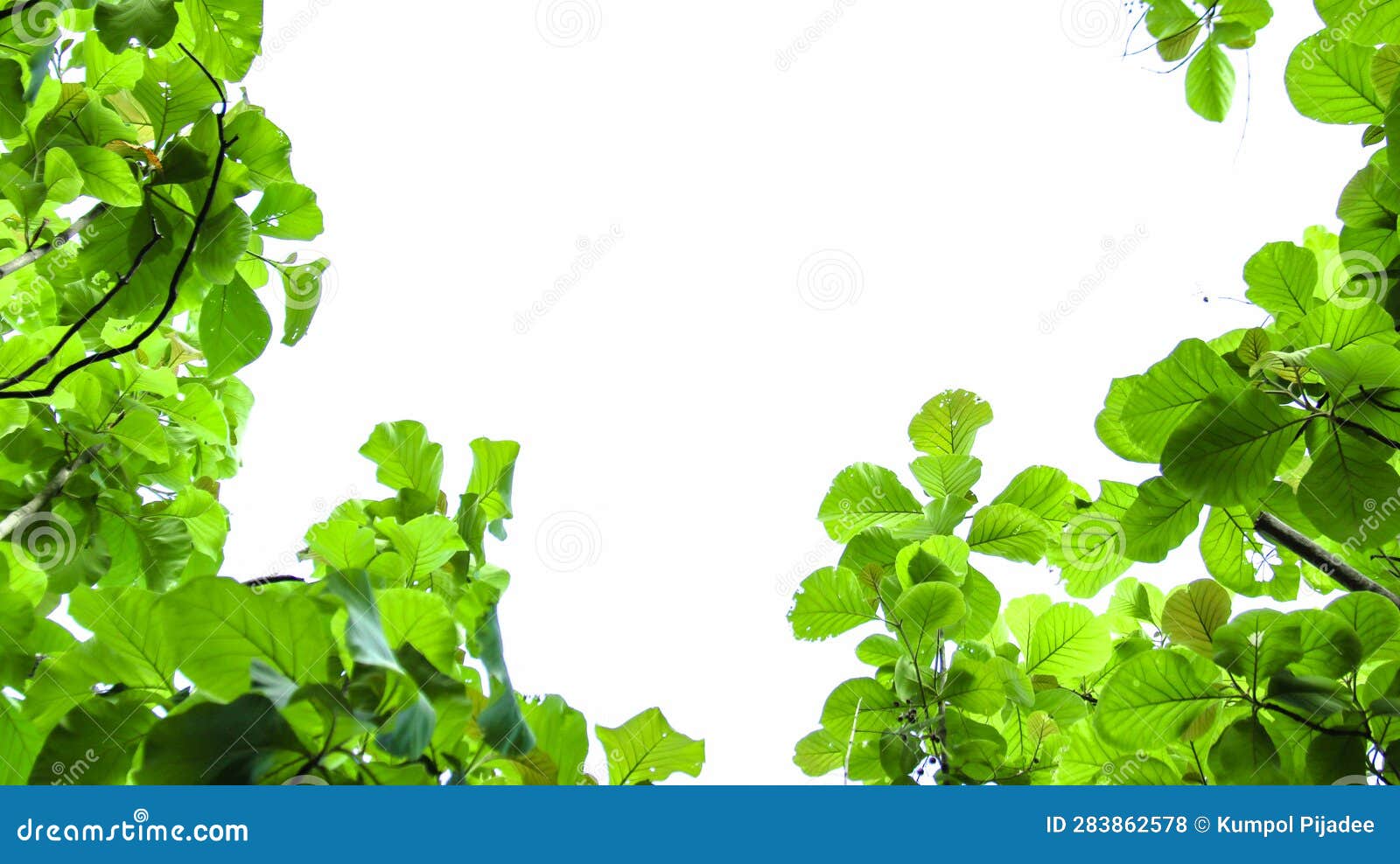 Look Up View Tree Leaves with with Clipping Paths on White Copy Space ...