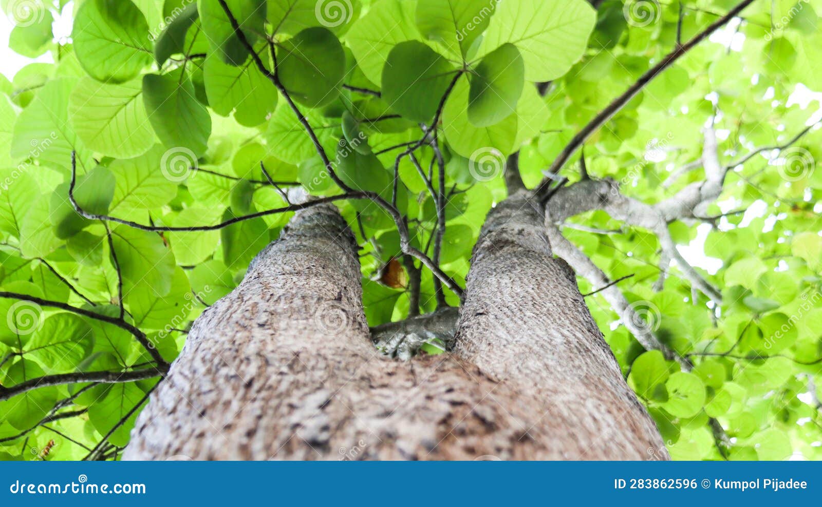 Look Up View Tree Leaves with with Clipping Paths on White Copy Space ...