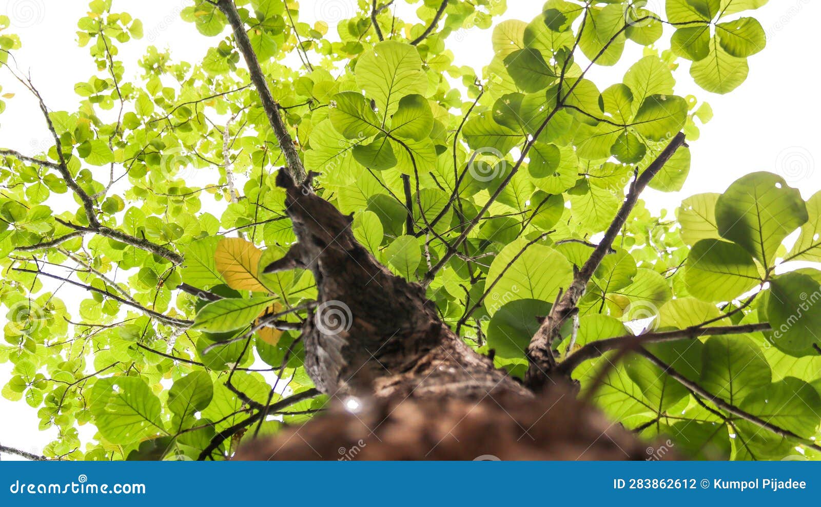 Look Up View Tree Leaves with with Clipping Paths on White Copy Space ...
