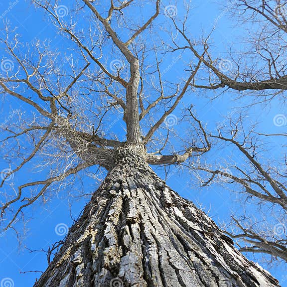 Look Up at the Winter Tree Trunk Under Blue Sky at Montezuma Wildlife ...
