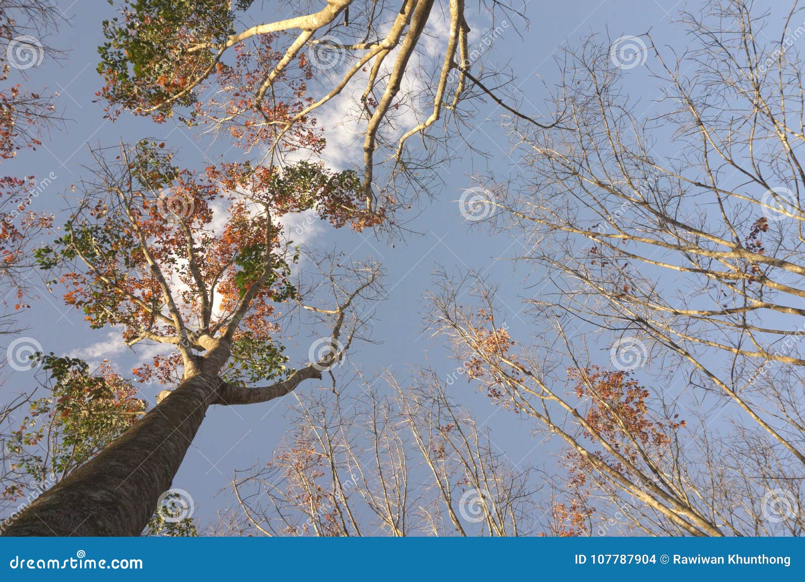 Look up from the woods. stock photo. Image of angle - 107787904