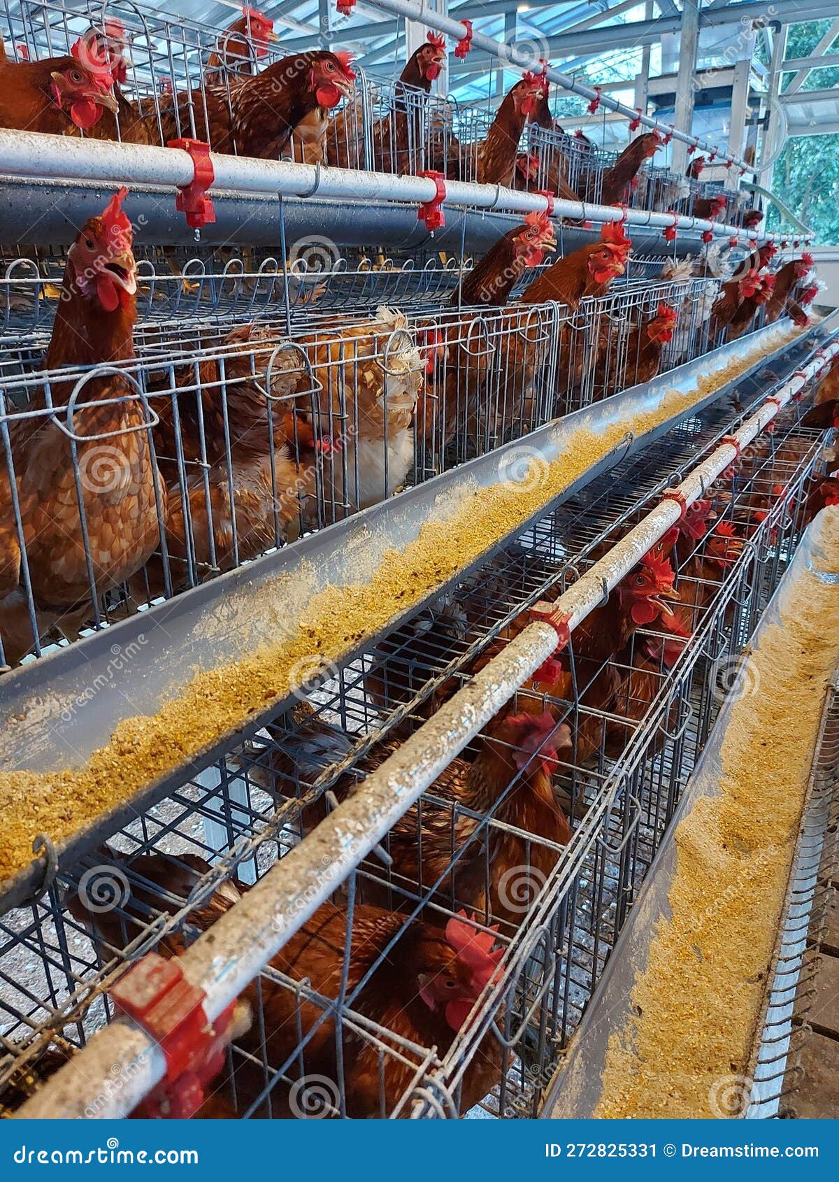 Look at the Various Styles of these Beautiful Laying Hens Stock Image ...