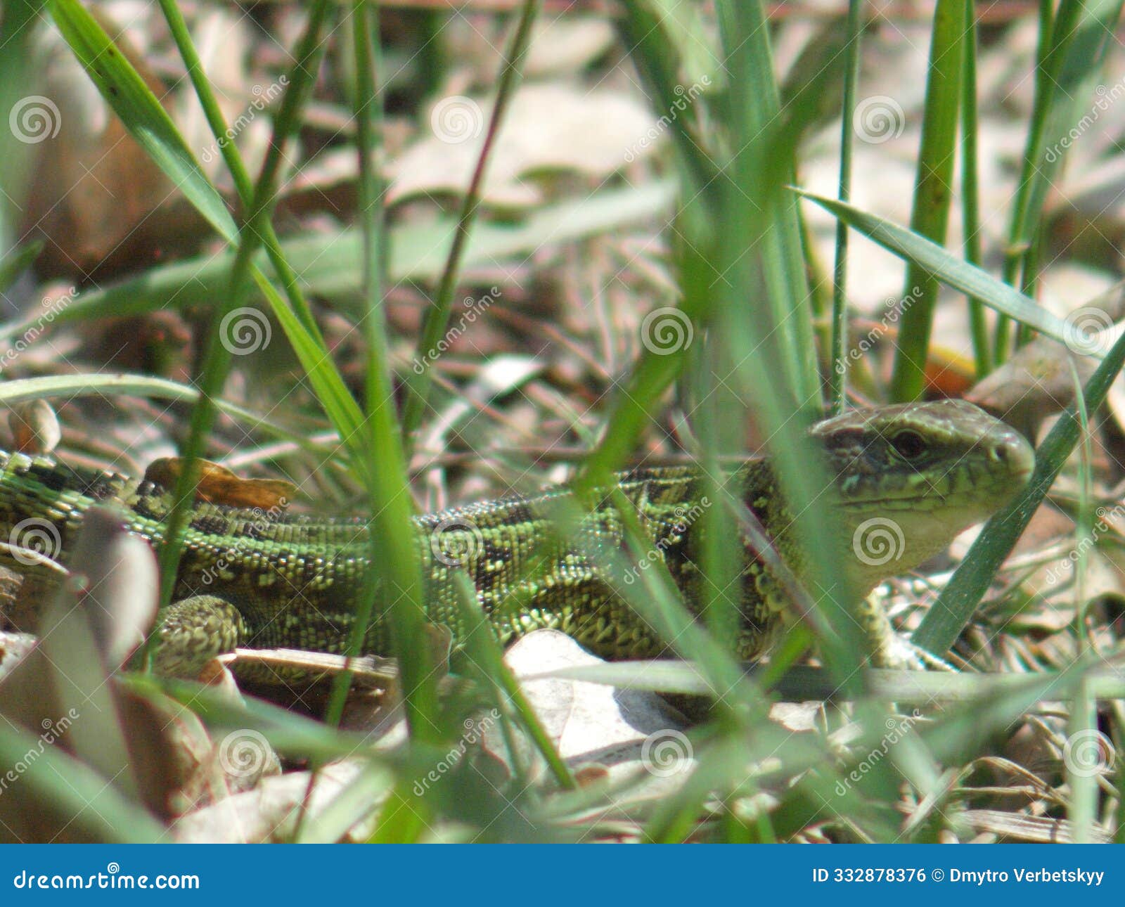 The Look of a Wild Lizard Sitting in the Grass. Stock Photo - Image of ...