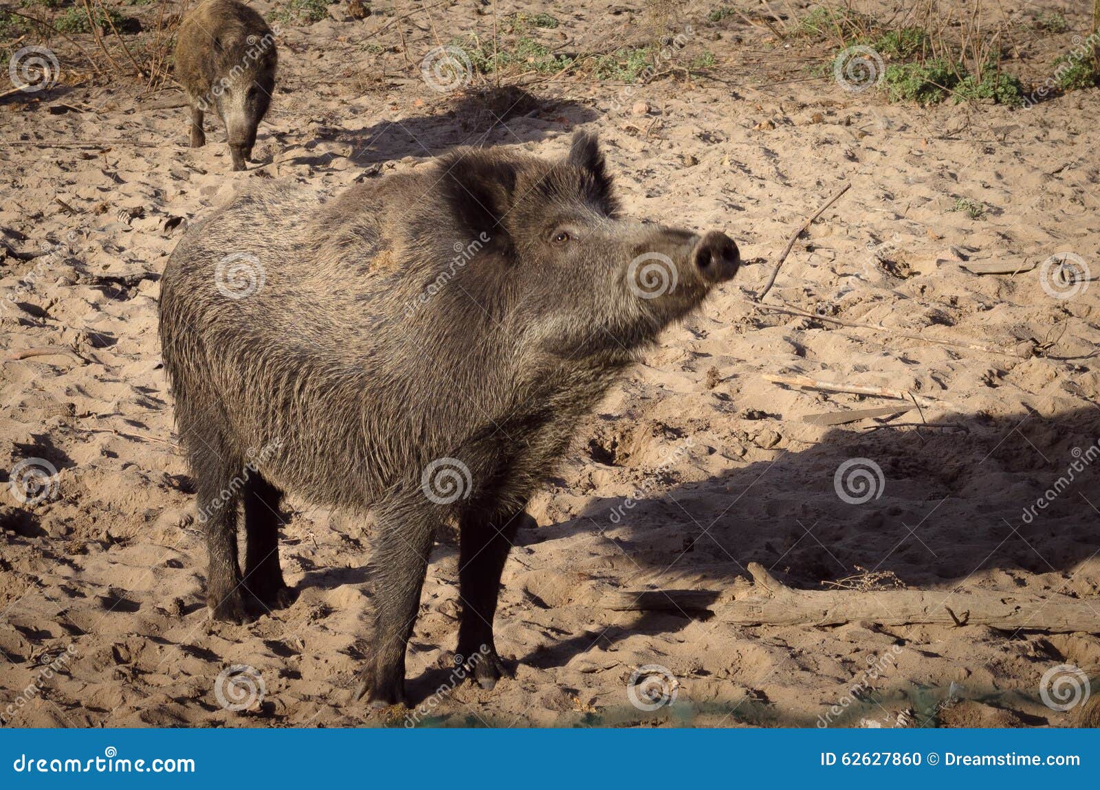 Look of wild wild boar stock photo. Image of fell, curiosity - 62627860