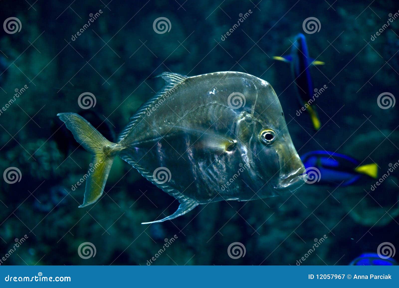 Lookdown fish stock image. Image of species, schools - 12057967