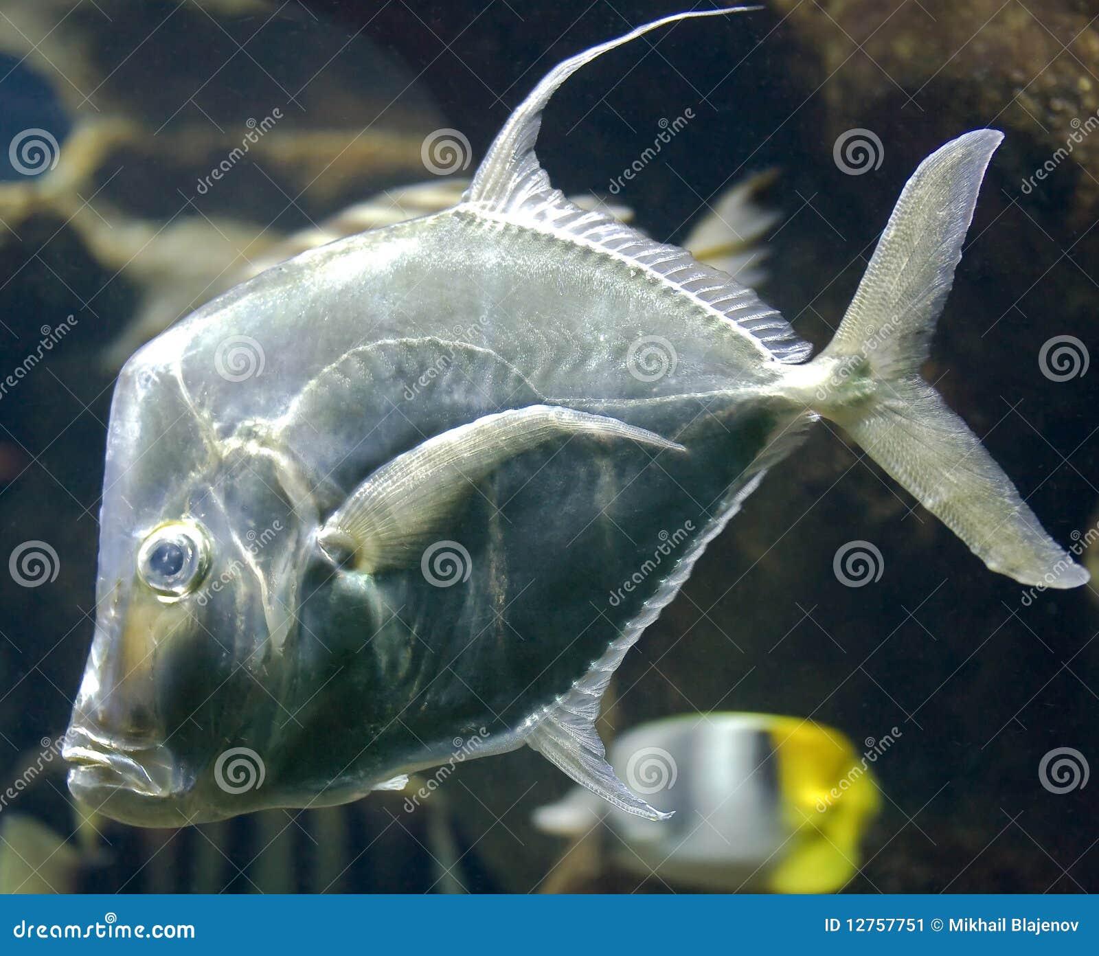 Lookdown fish 2 stock image. Image of life, sand, view - 12757751