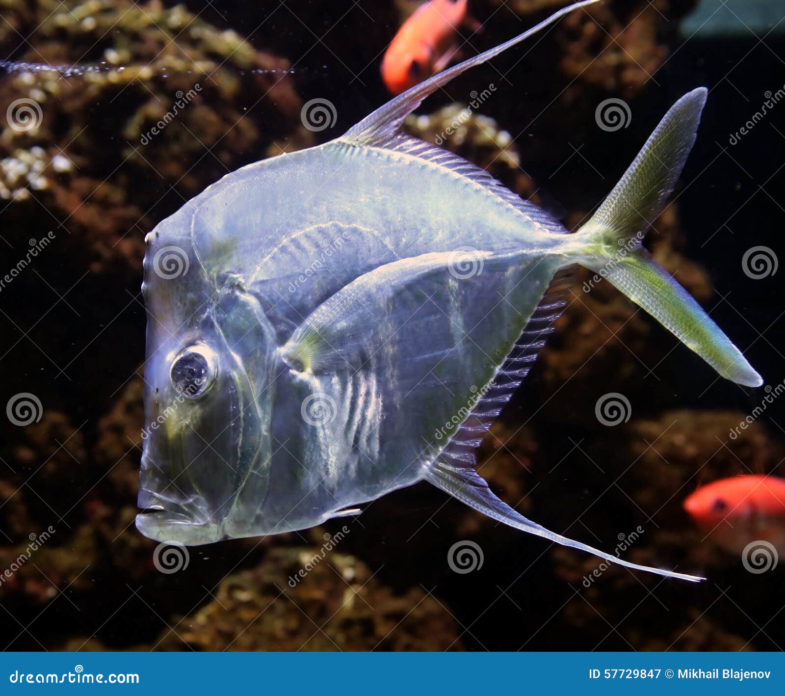 Lookdown fish 3 stock image. Image of aquarium, coldblooded - 57729847