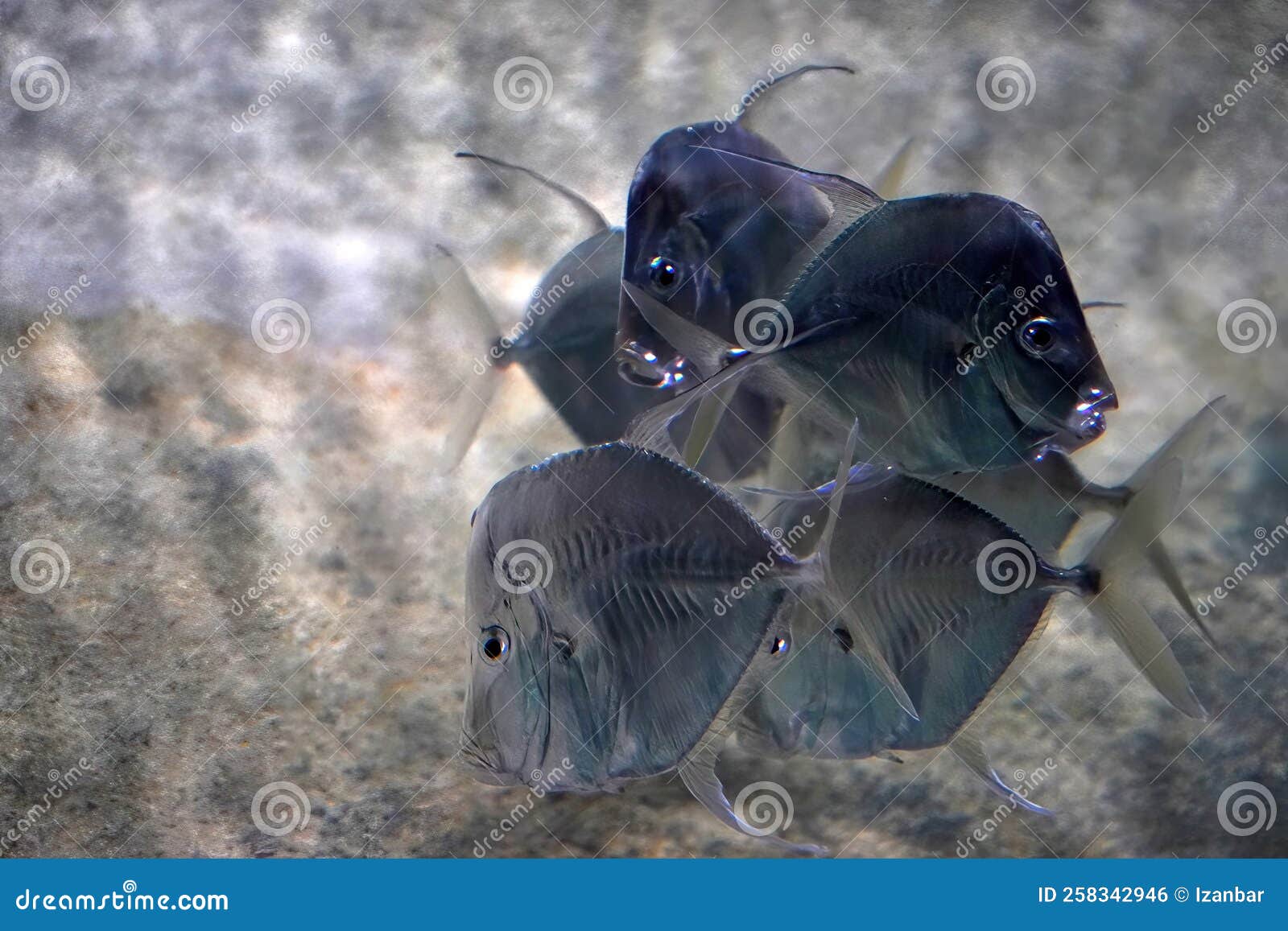 Lookdown Fish Underwater Group School of Stock Photo - Image of ...