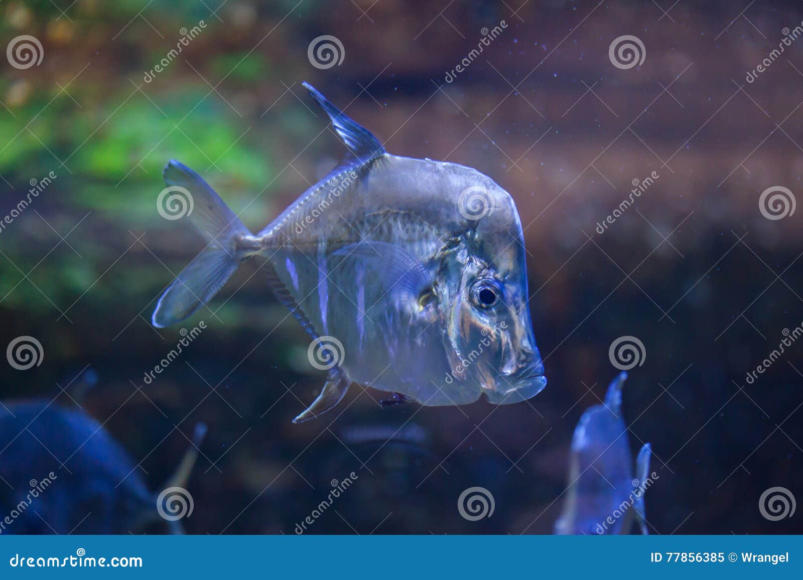 Lookdown (Selene vomer). stock image. Image of carangidae - 77856385
