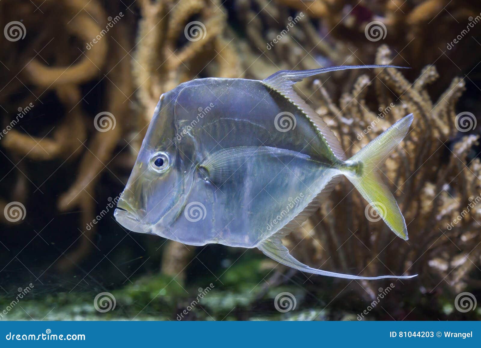 Lookdown Selene vomer. stock image. Image of coral, lookdown - 81044203