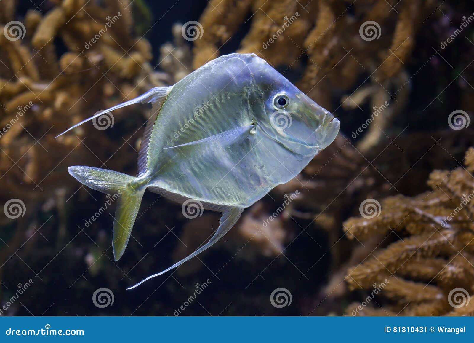 Lookdown Selene vomer. stock image. Image of atlantic - 81810431