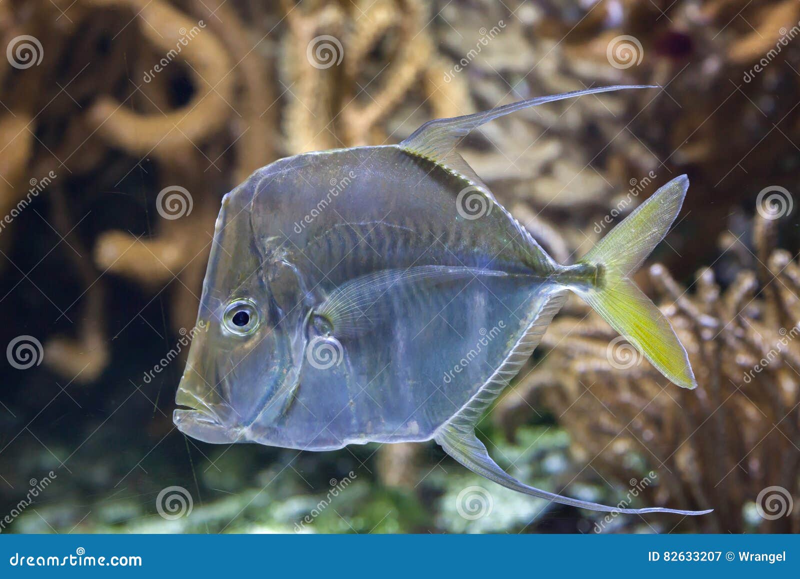 Lookdown Selene vomer. stock image. Image of coral, caribbean - 82633207