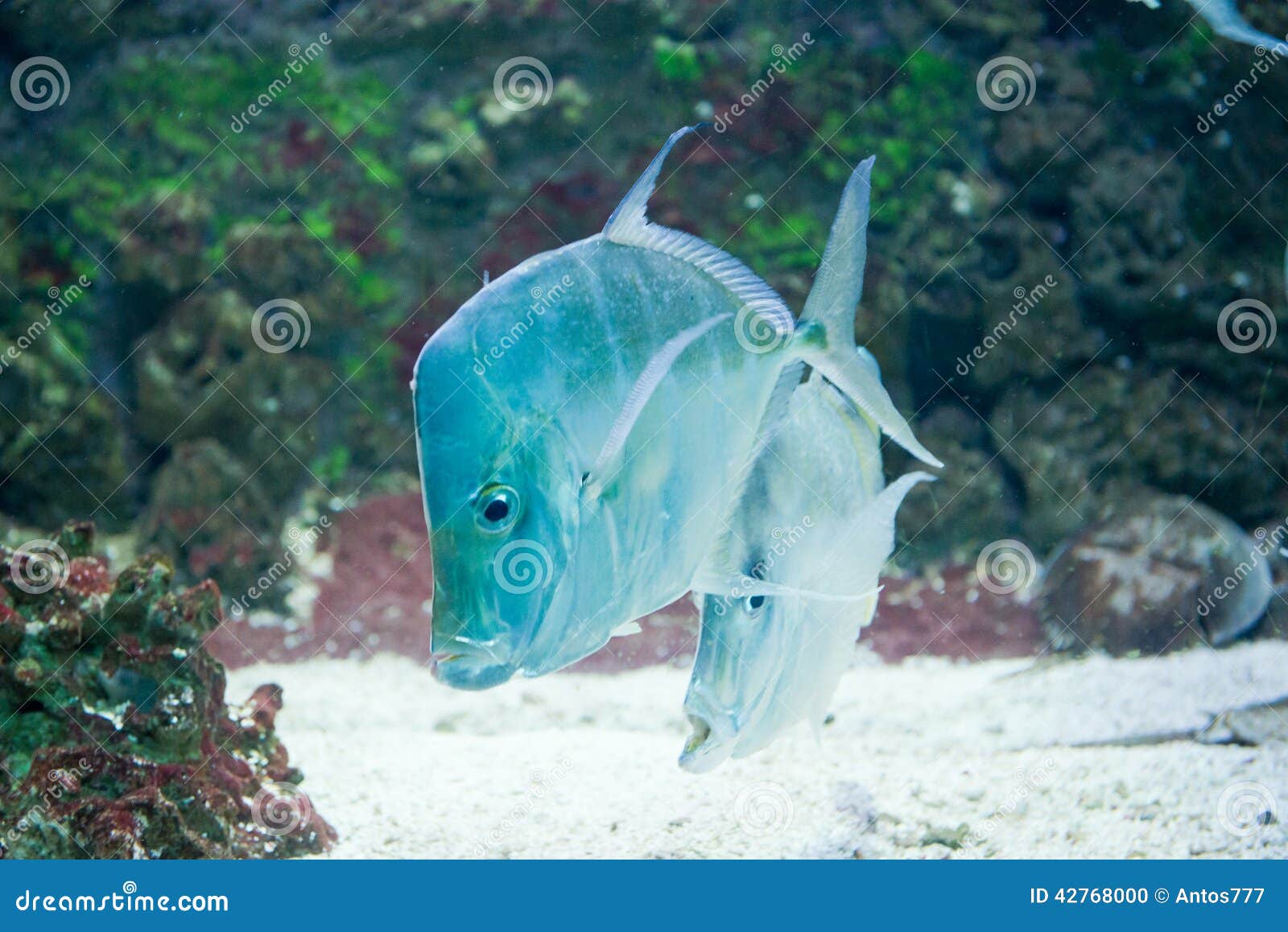 Lookdown - Selene vomer stock photo. Image of beauty - 42768000