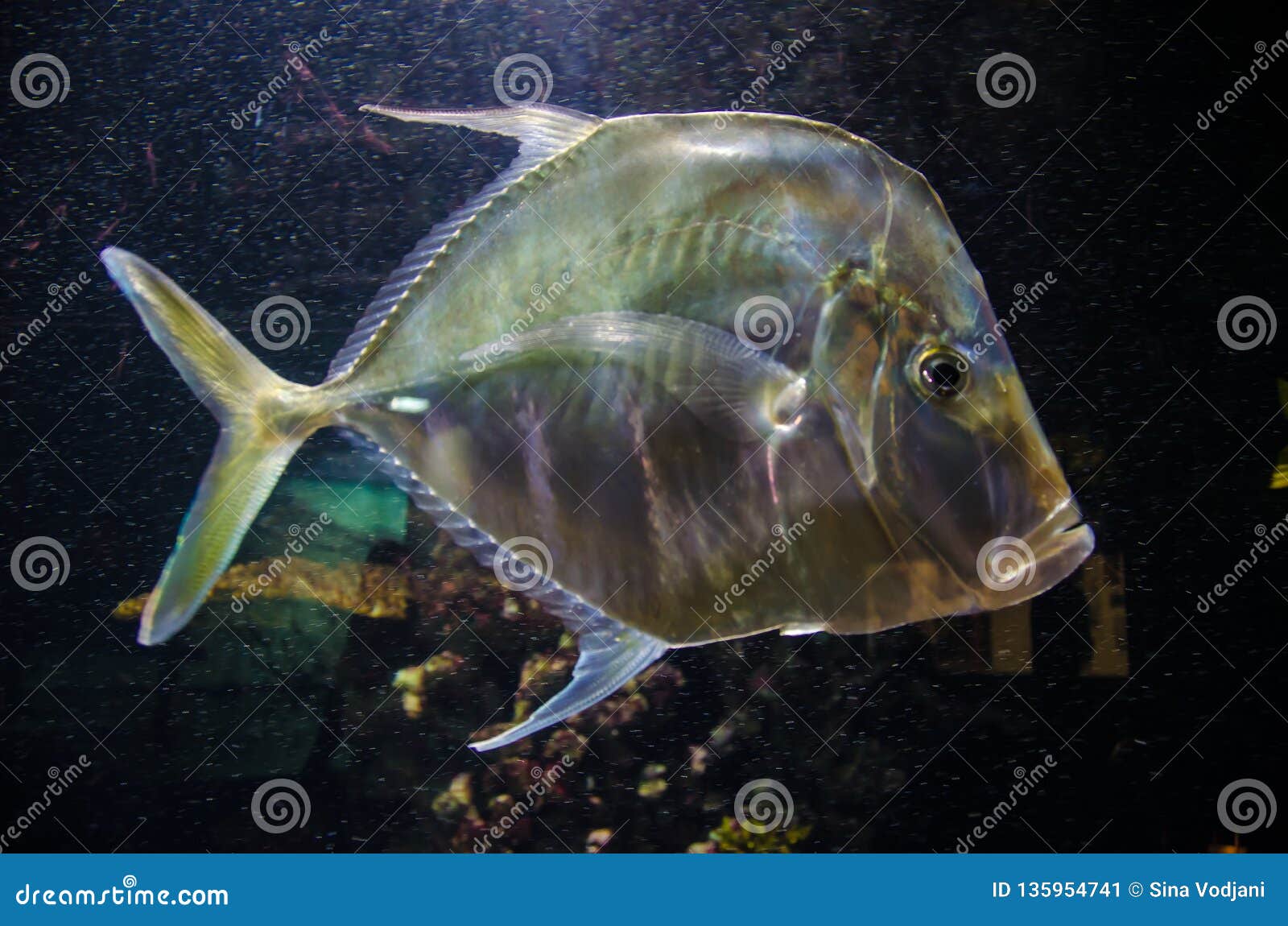 Lookdown Silver Tropical Fish Stock Image - Image of underwater, diving ...