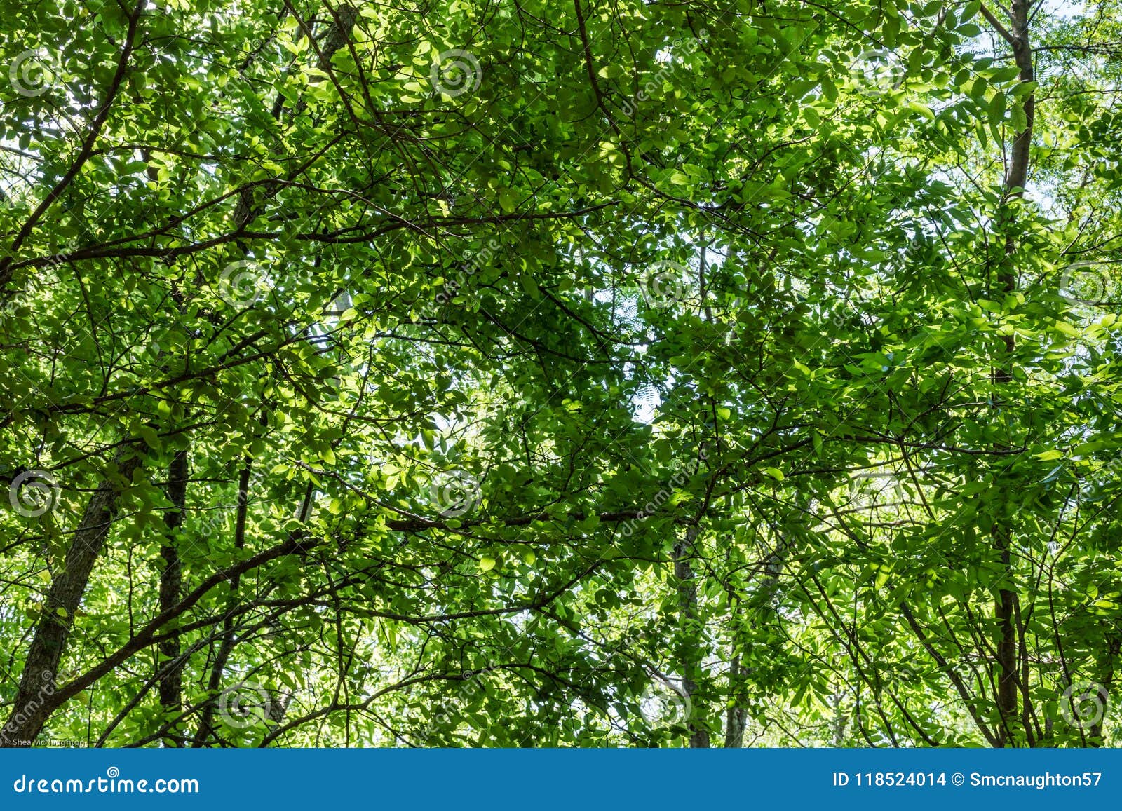 Lookiing Up through Tree Canopy in Mid Spring Stock Photo - Image of ...