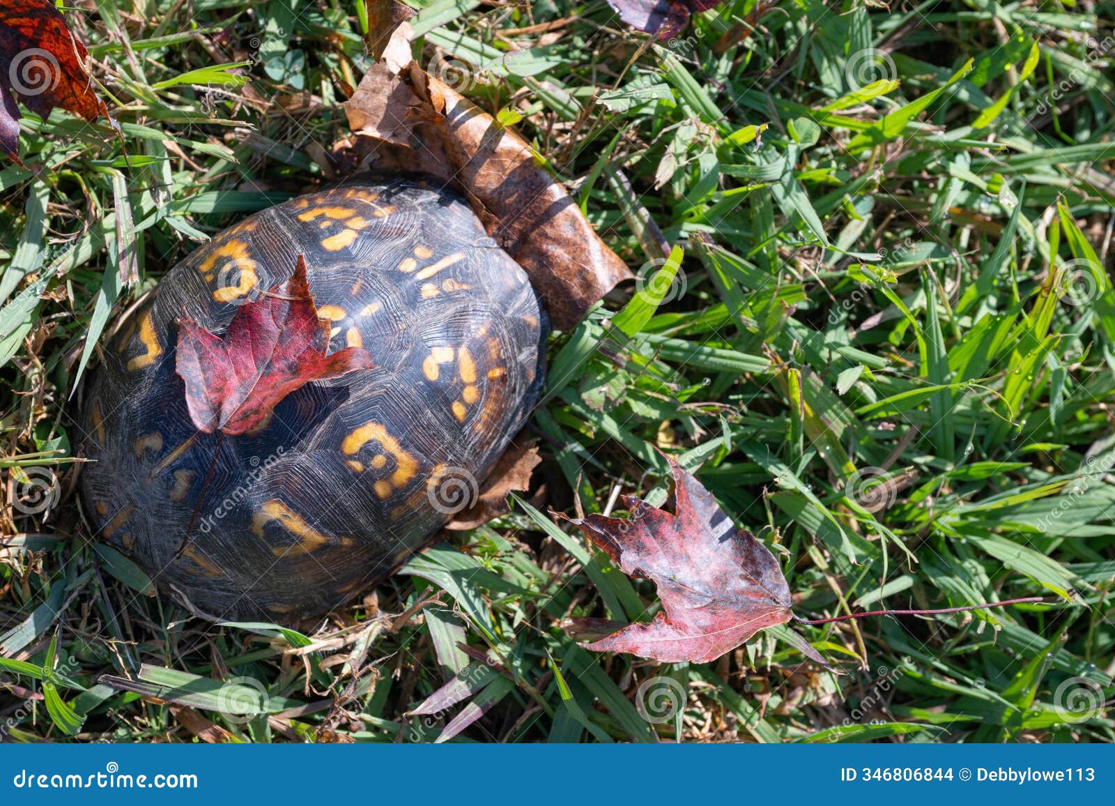 Looking from Above, Top of an Eastern Box Turtle Shell. Stock Photo ...