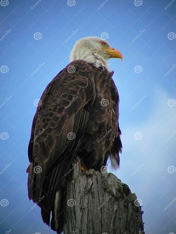 Looking Ahead stock photo. Image of outdoor, winged, raptor - 60654