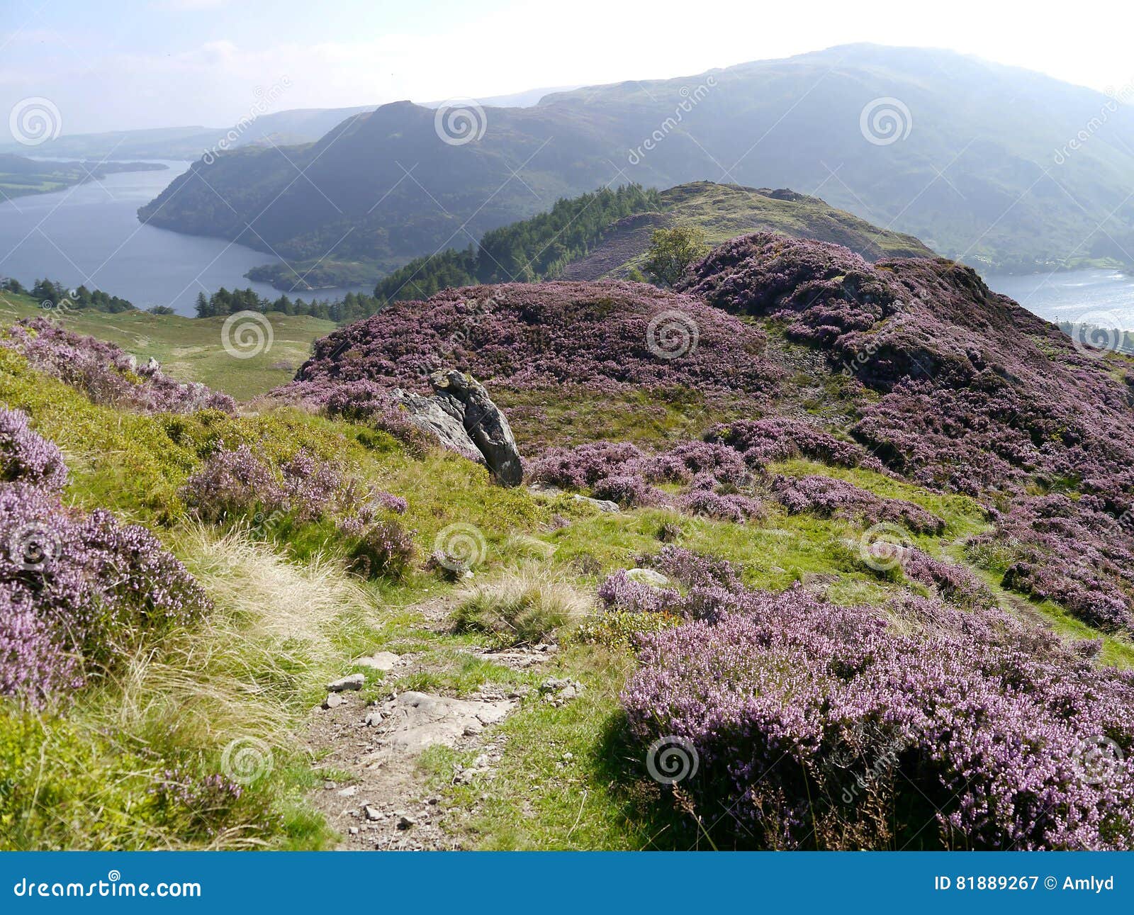 Looking Along Mountain Ridge Path Surrounded by Heather Stock Image ...