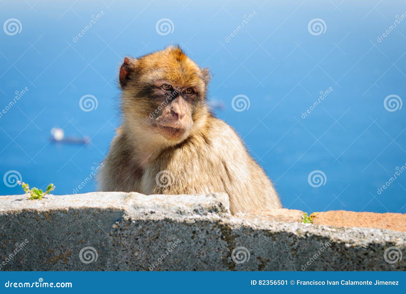 Looking ape stock image. Image of wild, macaque, european - 82356501