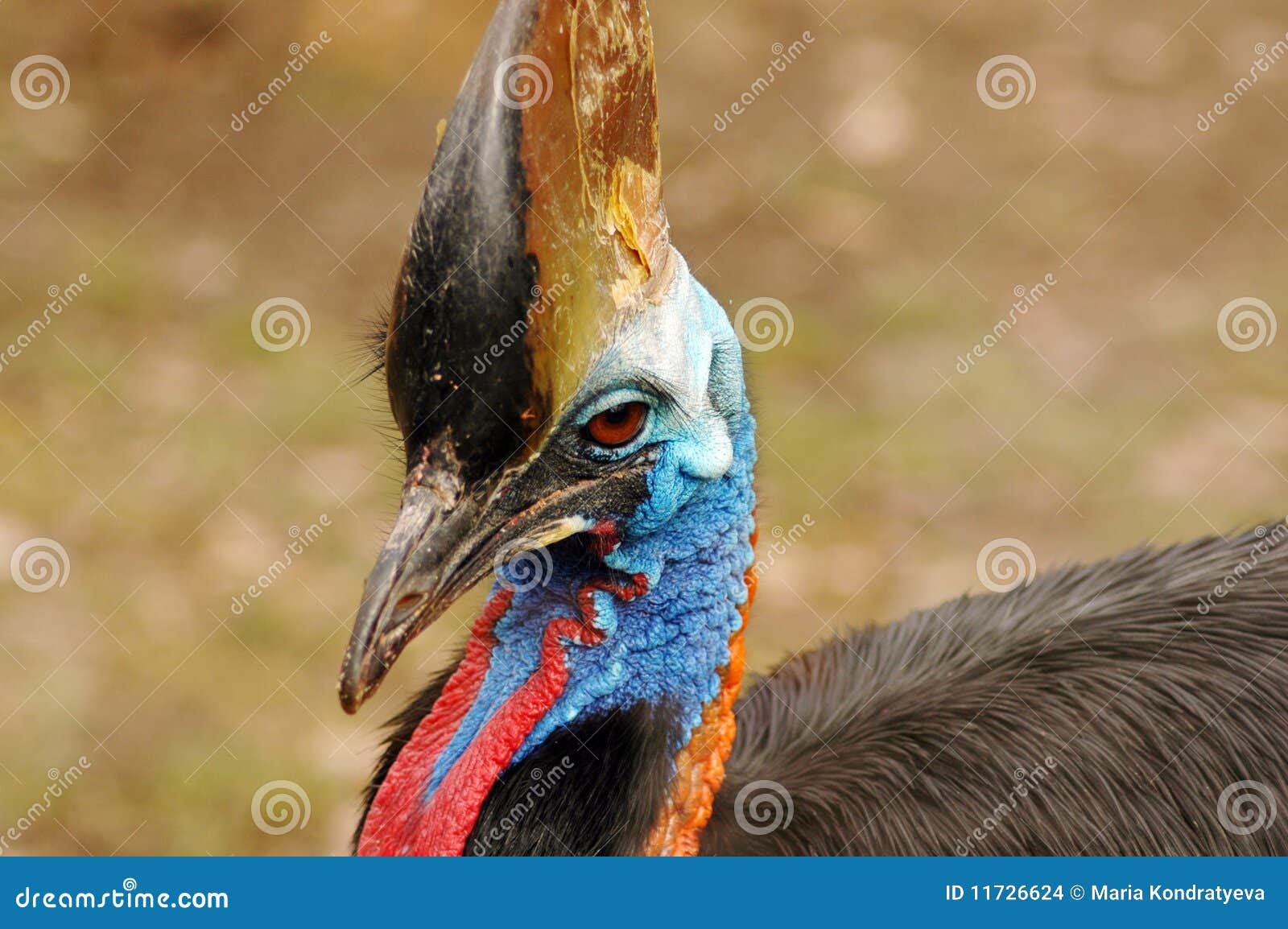 Looking askance. stock photo. Image of bird, casuaridae - 11726624