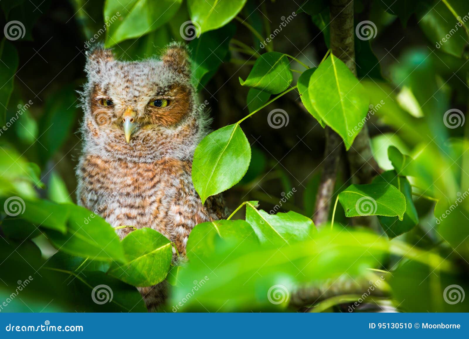 Looking Baby Screech Owl stock photo. Image of nature - 95130510