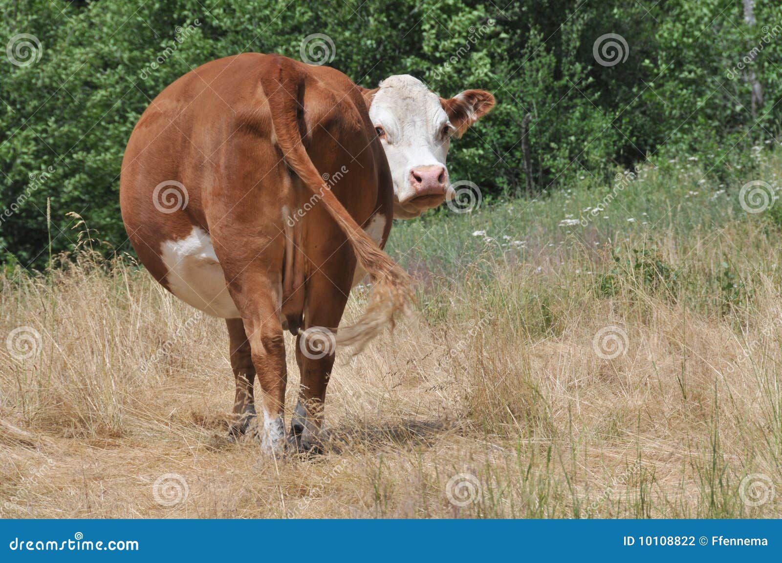 Looking back stock photo. Image of hindquarter, cattle - 10108822