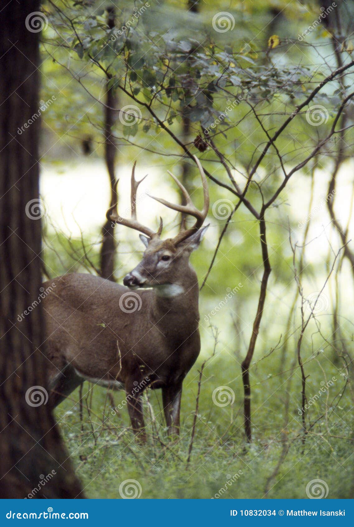 Beautiful 9 Point Buck Stock Photos - Free & Royalty-Free Stock Photos ...