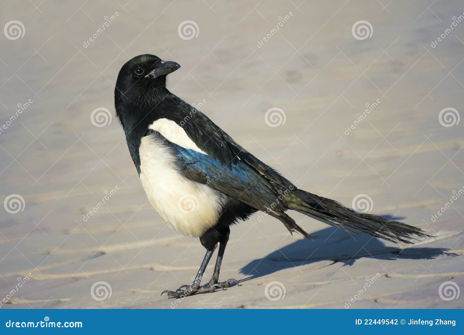 Looking back stock photo. Image of floor, animals, magpie - 22449542