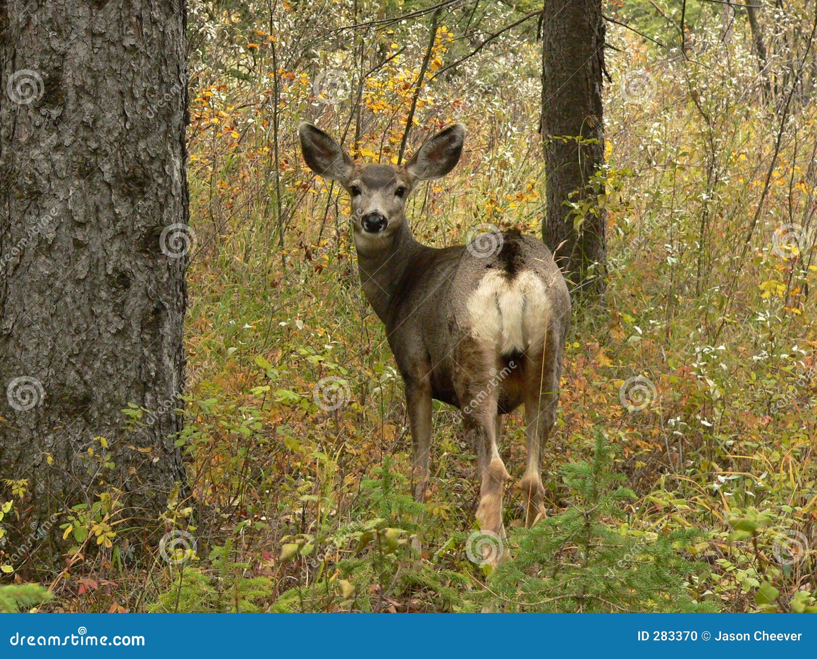 Looking Back stock photo. Image of wildlife, deer, wild - 283370