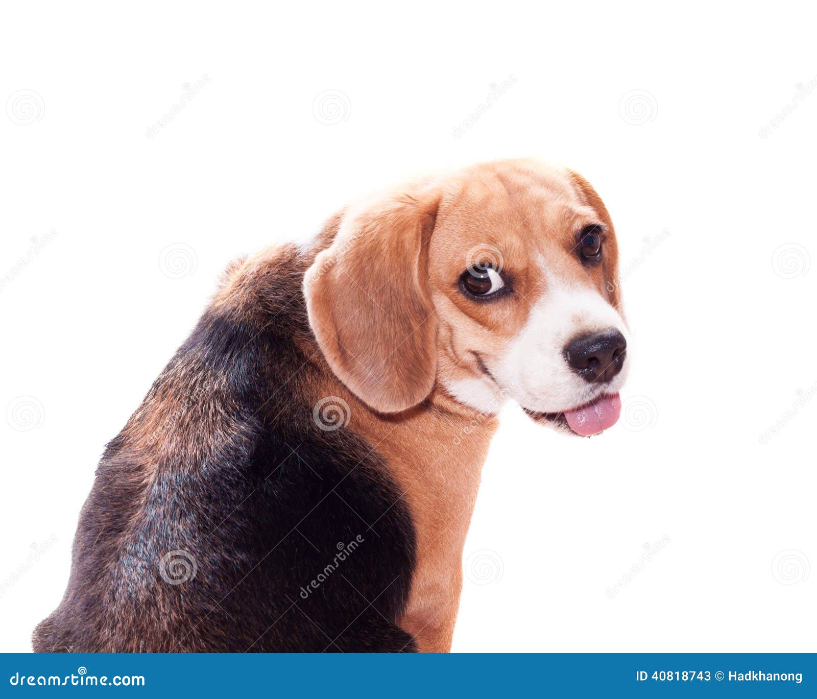 239 Looking Back Beagle Stock Photos - Free & Royalty-Free Stock Photos ...